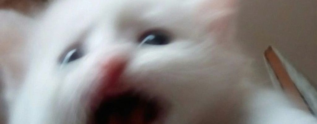 𝙍𝙤𝙡𝙡𝘾𝙪𝙩𝙈𝙤𝙢𝙚𝙣𝙩𝙨