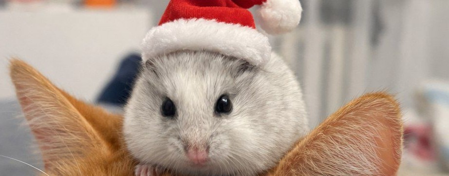 Стёпа ( Stepa )