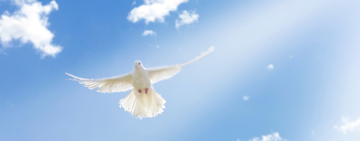 ВЕРОНИКА ИВАЩЕНКО