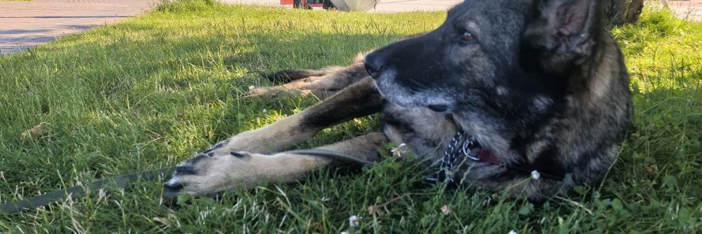 Пушистый блог