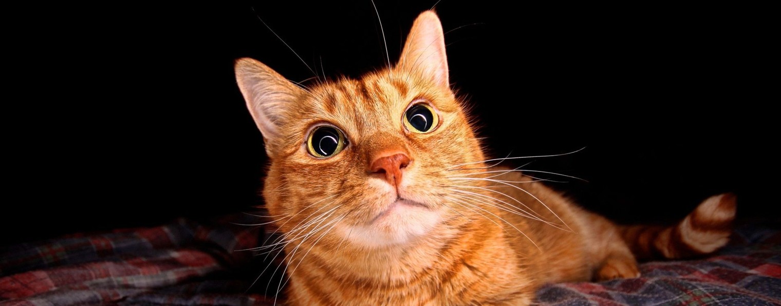 Смешные видосы