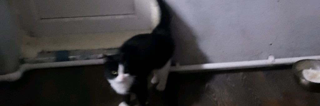 Кошачьи ушки и крылья бабочки