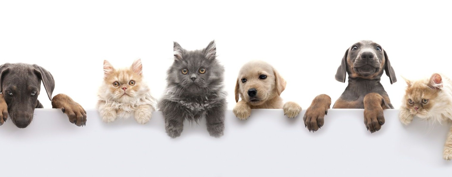 Смешные животные видео