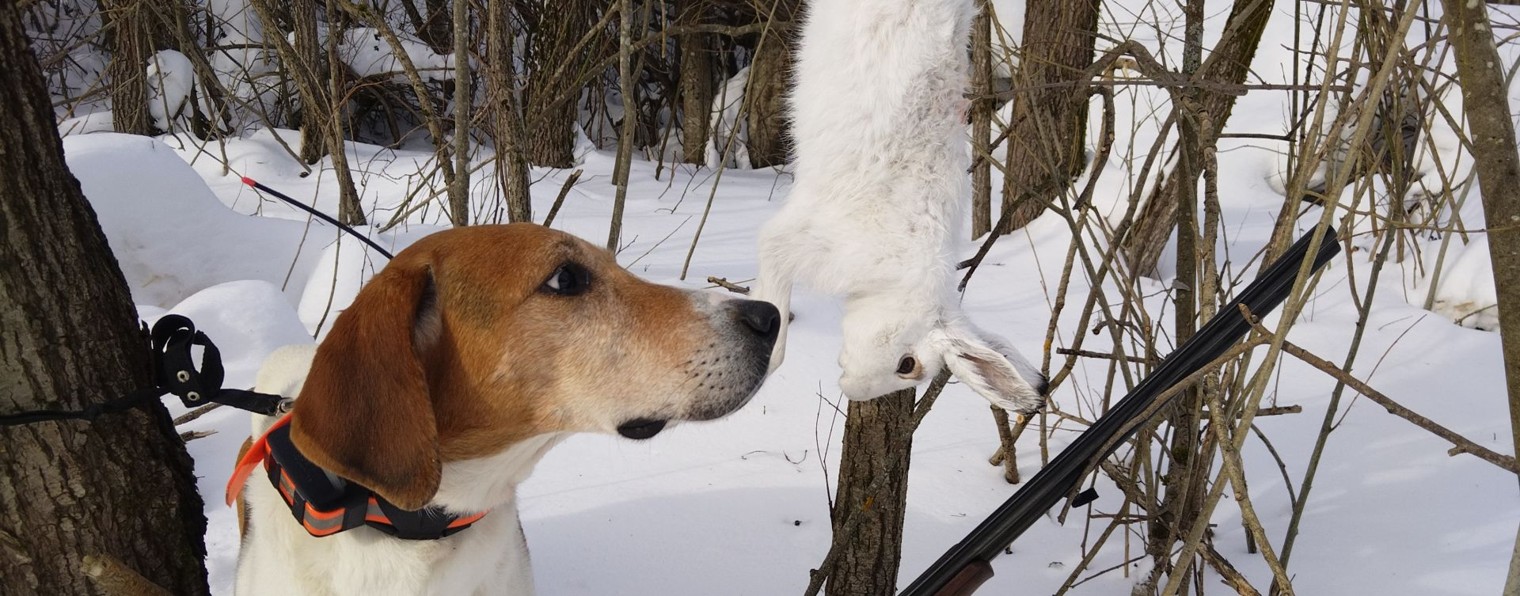 Светлана Кравченко. Охота с собаками.
