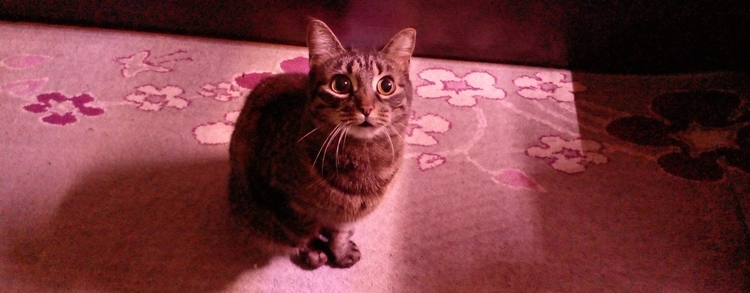 Дмитрий Бубнов