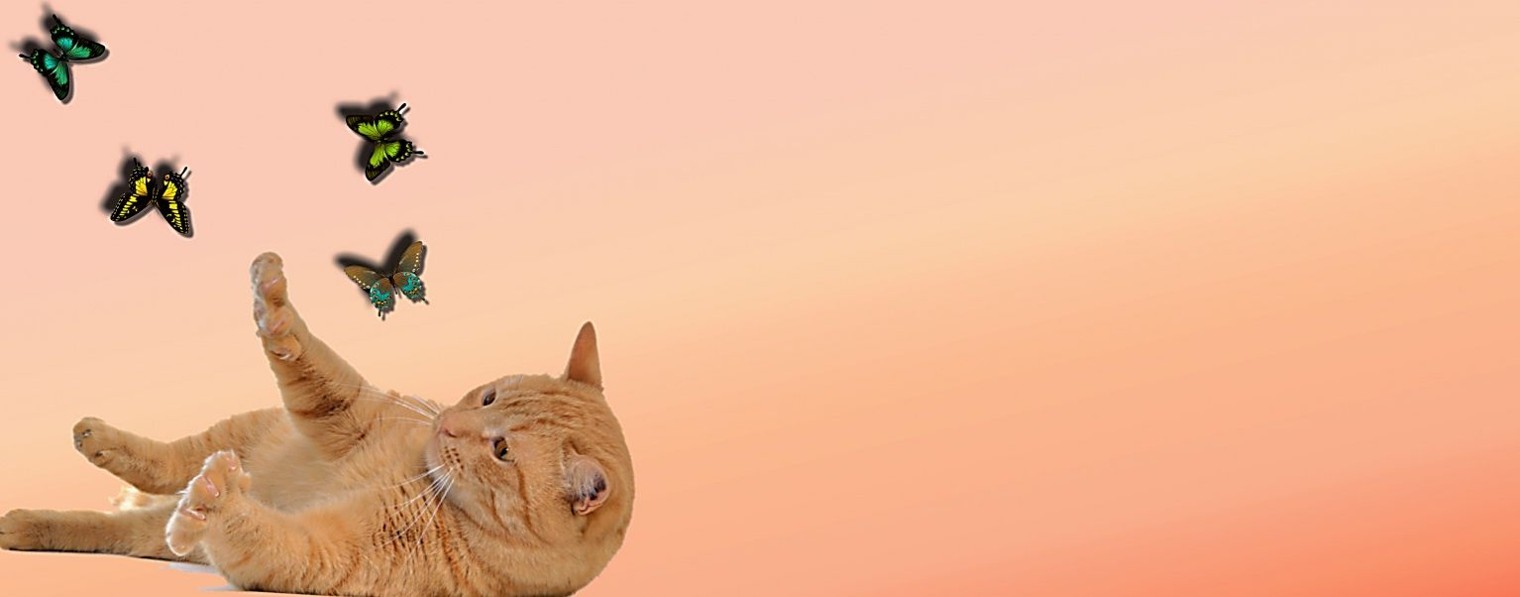 Животные приколы и фейлы