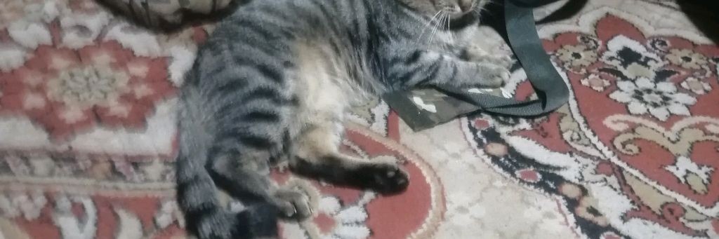 Кошачья Бригада