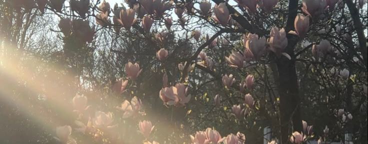 ↳ ♡₊˚.Рᥱᥔʍᥲ🌷