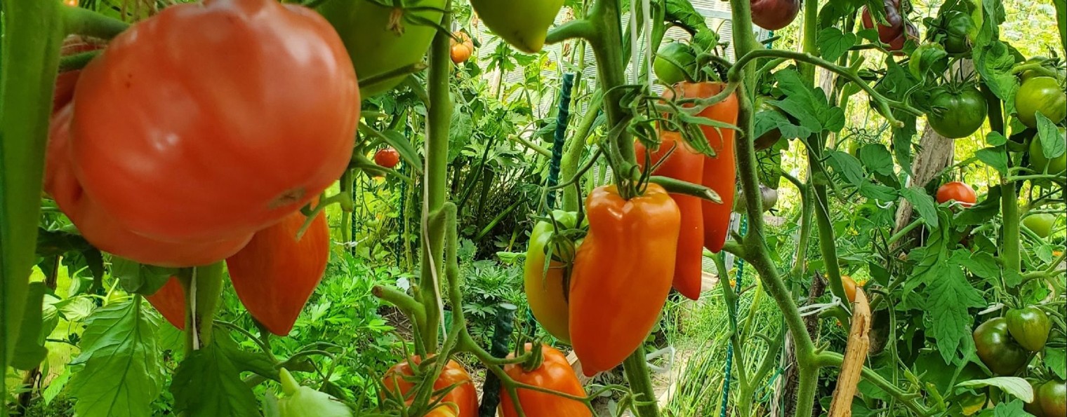 МОИ ОГОРОДНЫЕ СЕЗОНЫ