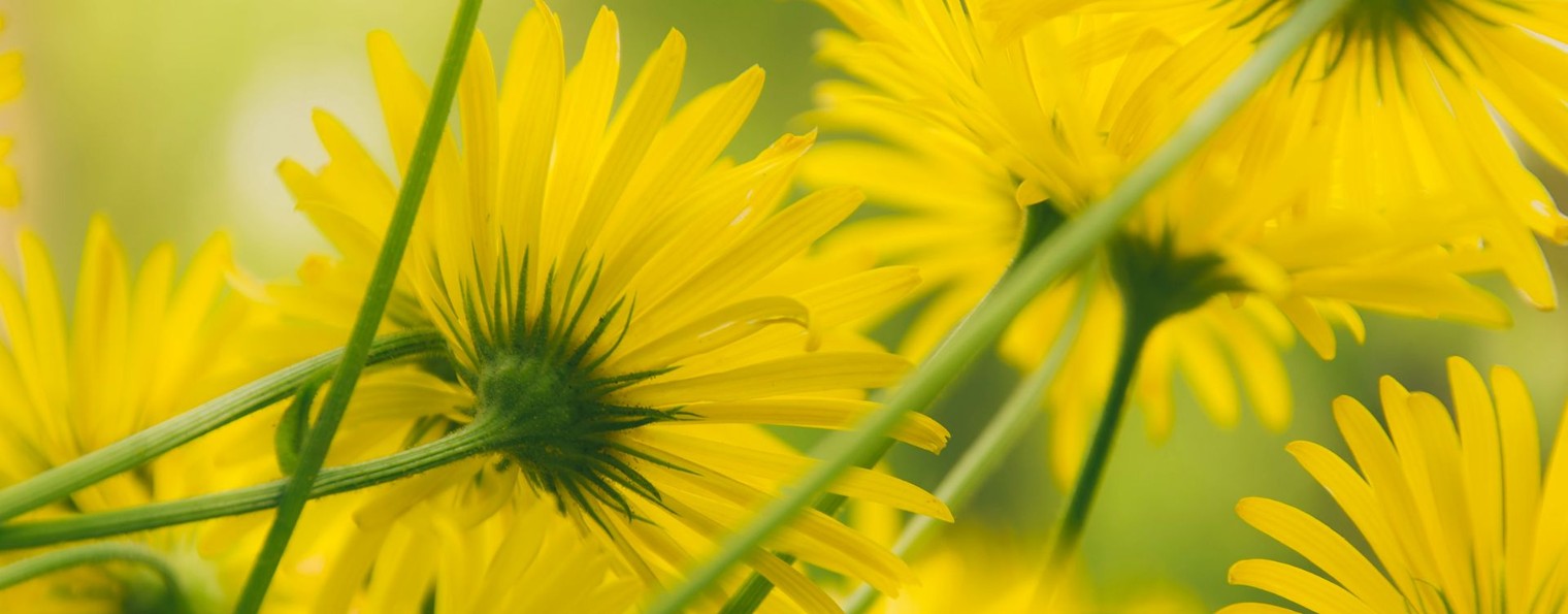 Настина дача