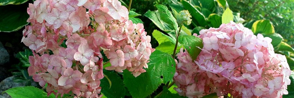 Учимся на своих ошибках. Сад, Огород и не только