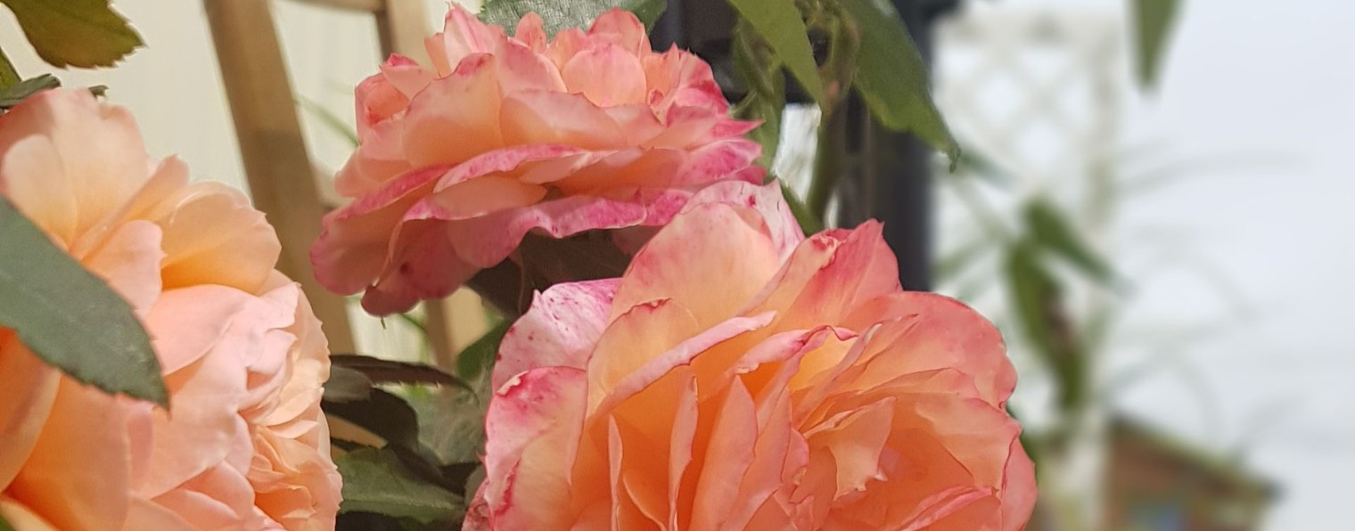 ДАЧНЫЙ РЕЛАКС 💚🧡❤️