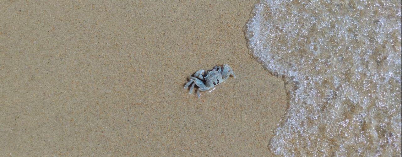 ЗА СЧАСТЬЕМ