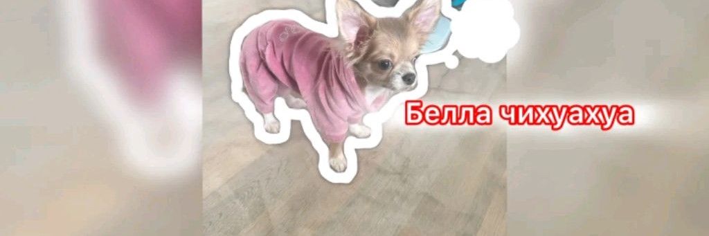 Белла Чихуахуа