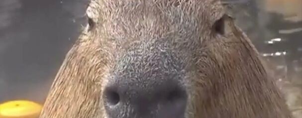 Капибара играющая в клеш рояль