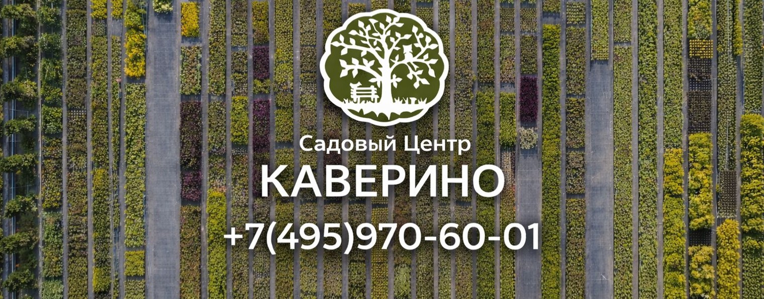 Садовый центр «КАВЕРИНО» | pitomnik-kaverino.ru
