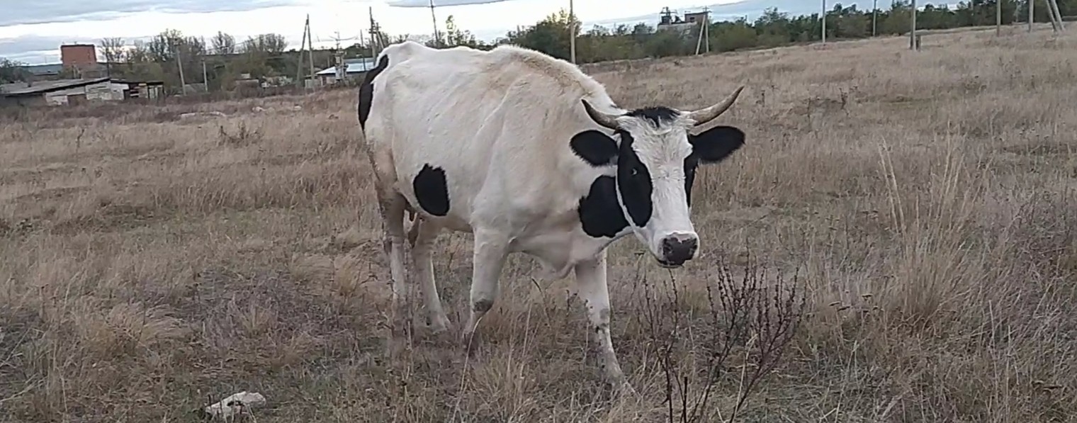 Дневник Светланы. Наше хозяйство
