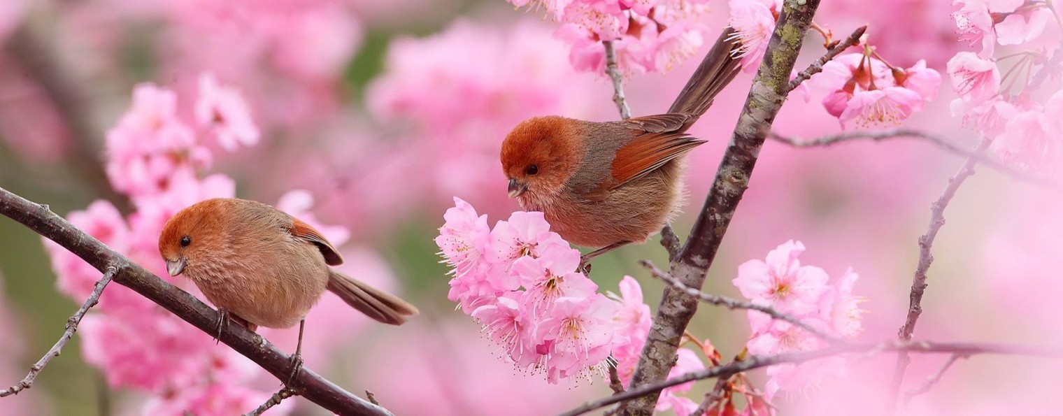 Галина Болгарских