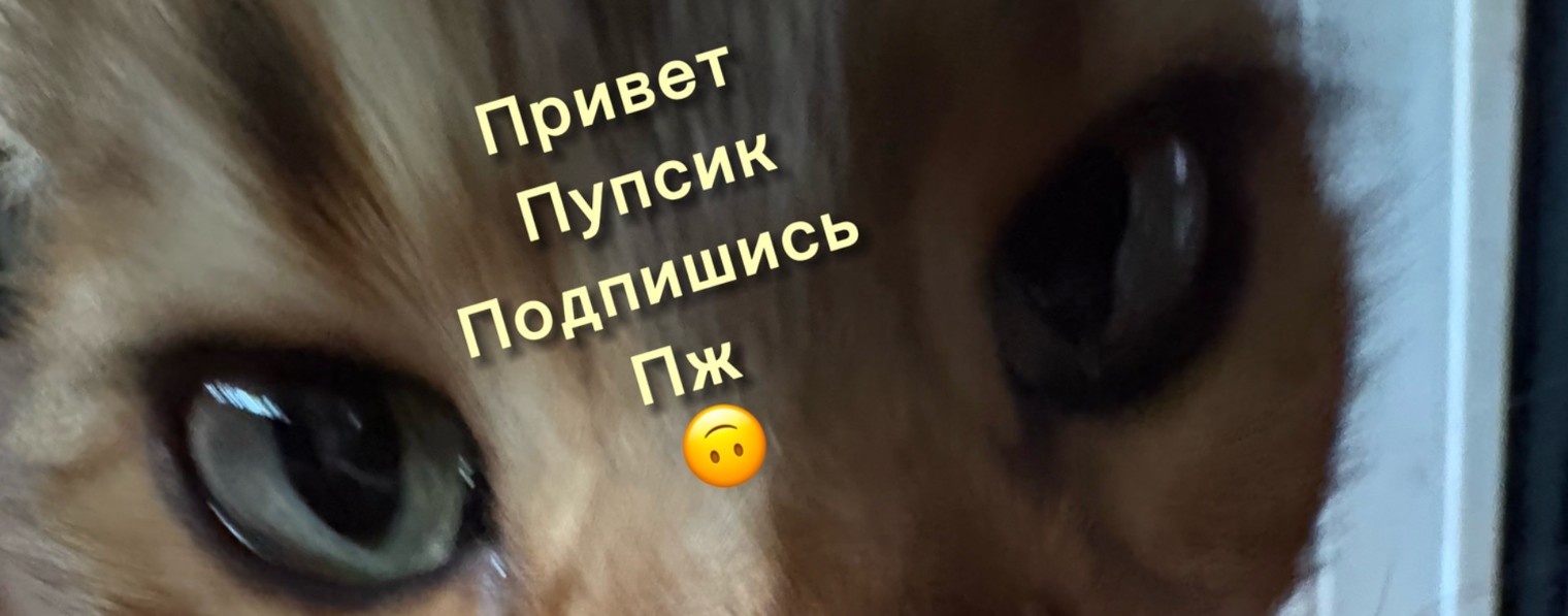 Киросин- смешные кактусы