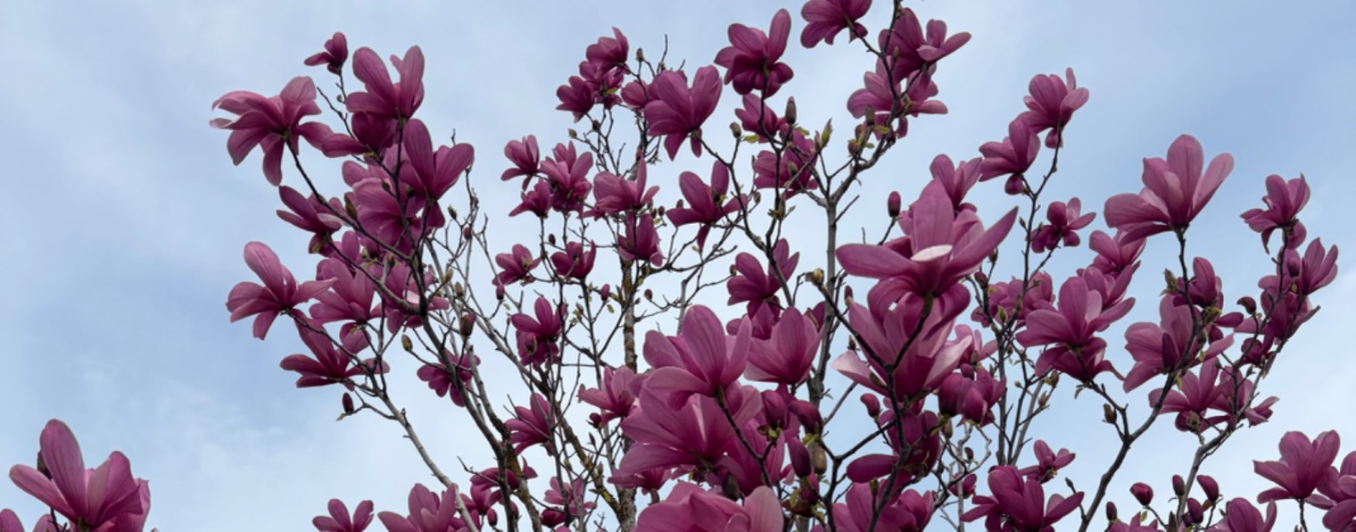 Бумажная Poli