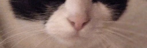 Соня Дабл  Фрум