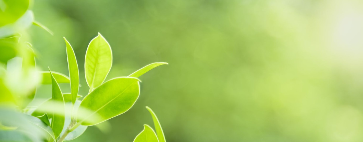 «Сингента» в России