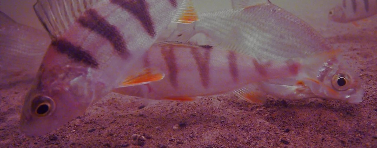 Константин KOEN