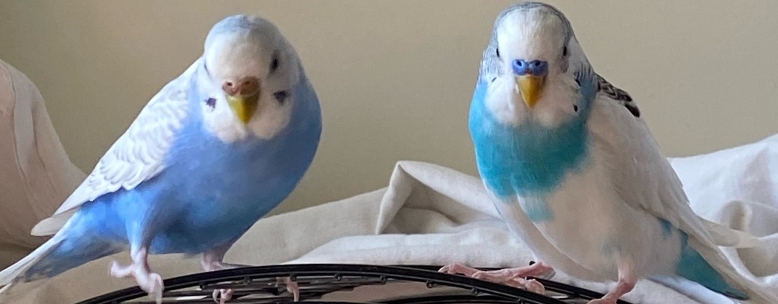 Волнистые попугаи | Тиша и Тоша