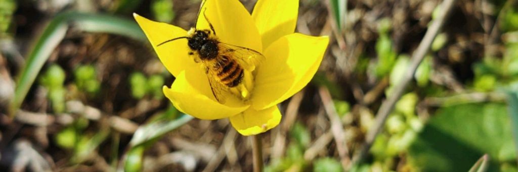 Лесной человек