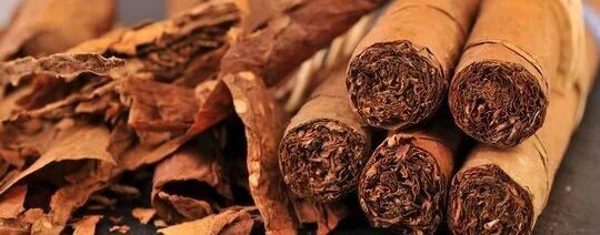 Табачок В огороде