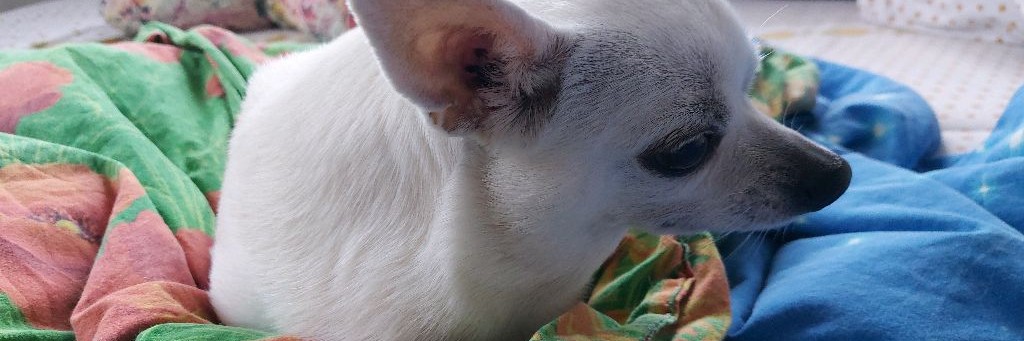 Дракончики БК