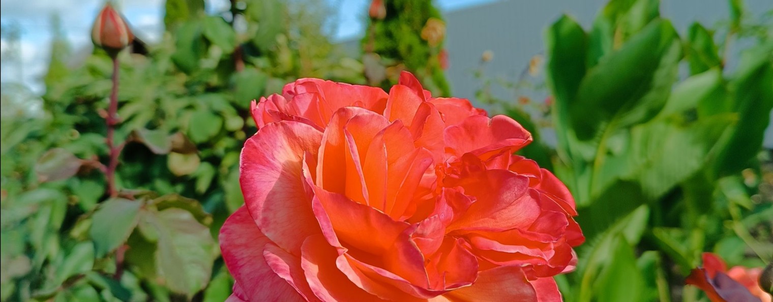 Украшаем Планету цветами