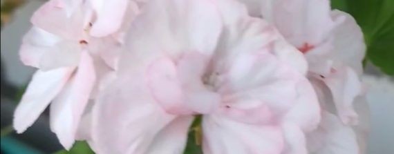 Коротко о комнатных цветах