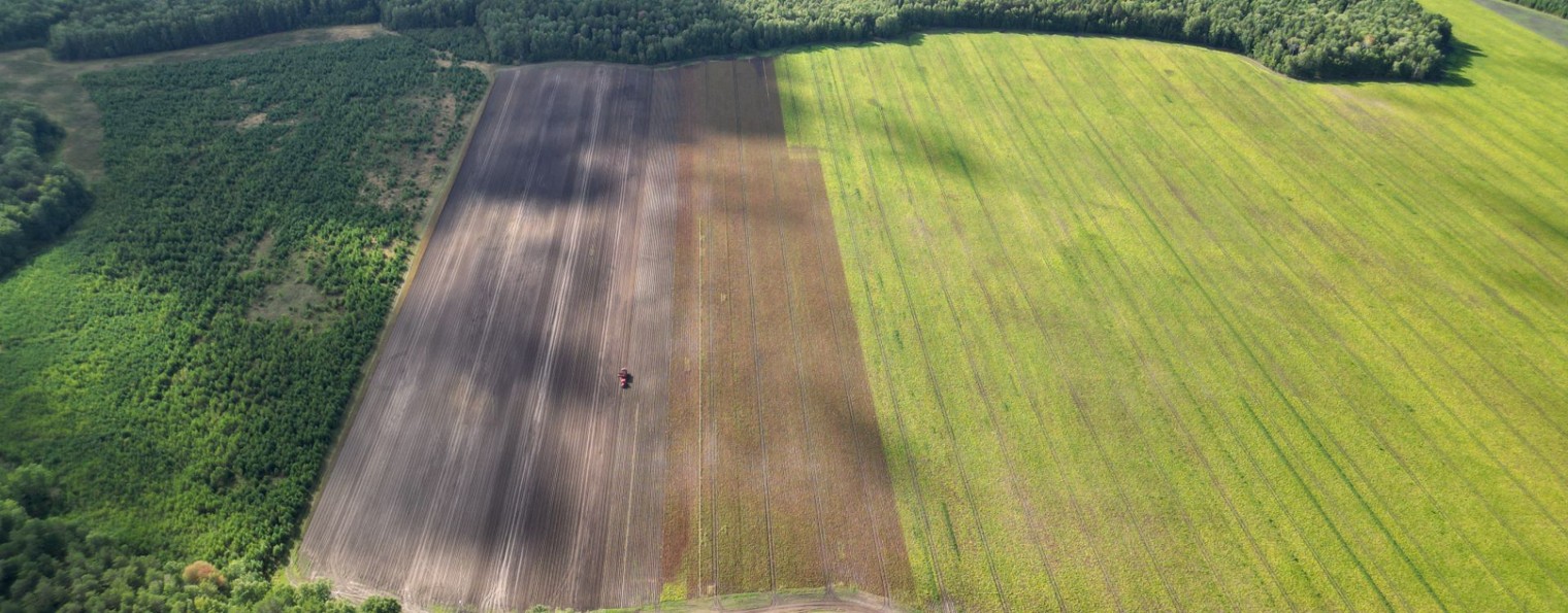 Полевой цветок