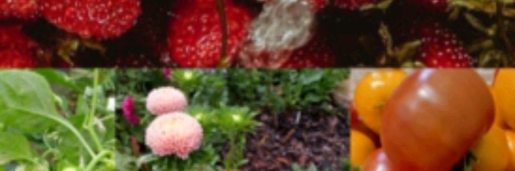 3 сотки на болоте превращаю в рай