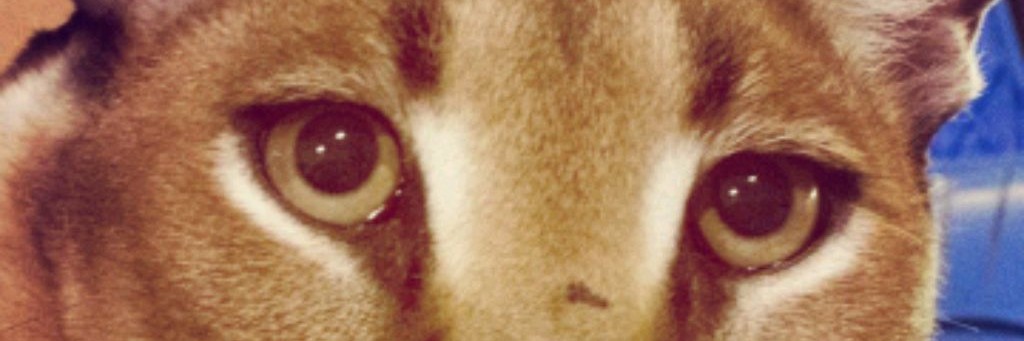 Полежакулус