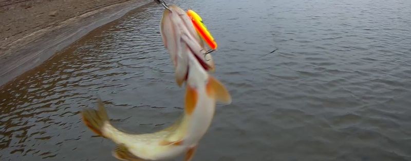 Моя Рыбалка