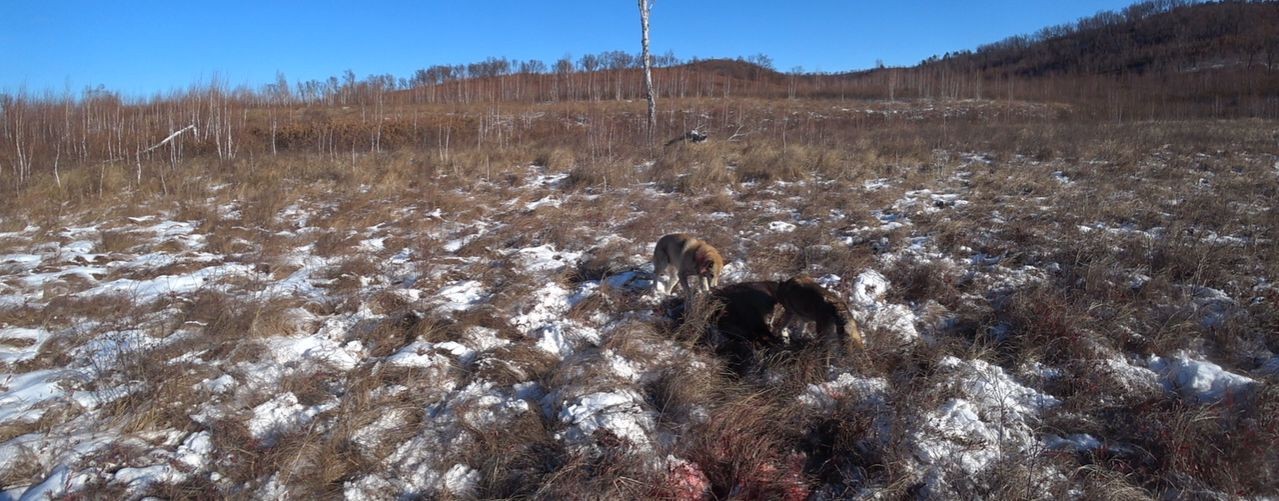 Охота на Дальнем Востоке