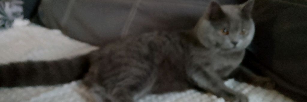 Милаш. Жизнь домашнего кота.