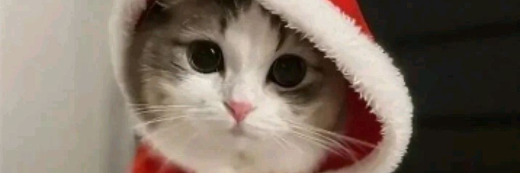 У Меня Ушки И Лапки, SBA.