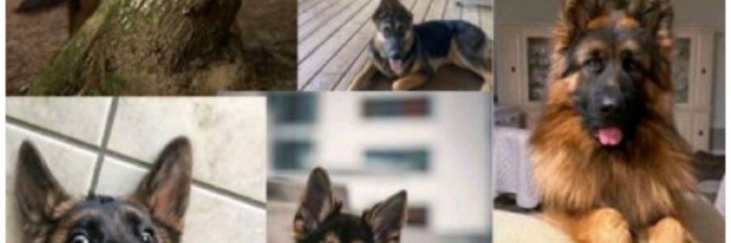 Полина Котопёс