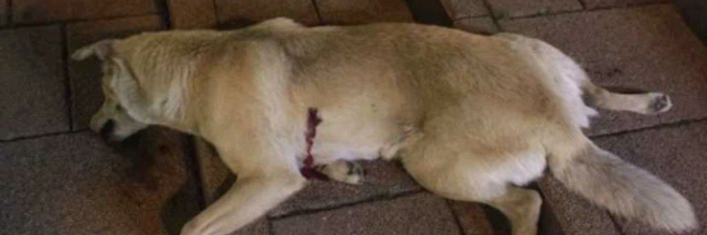 🦕🦖Маша🦖🦕