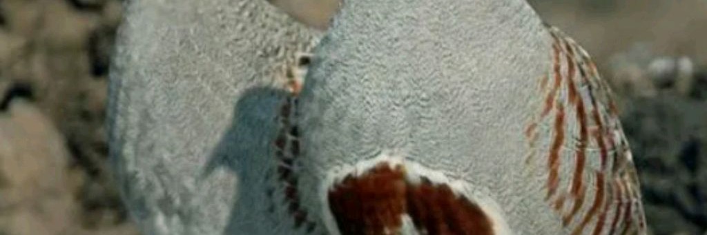 Охота Рыбалка по душе