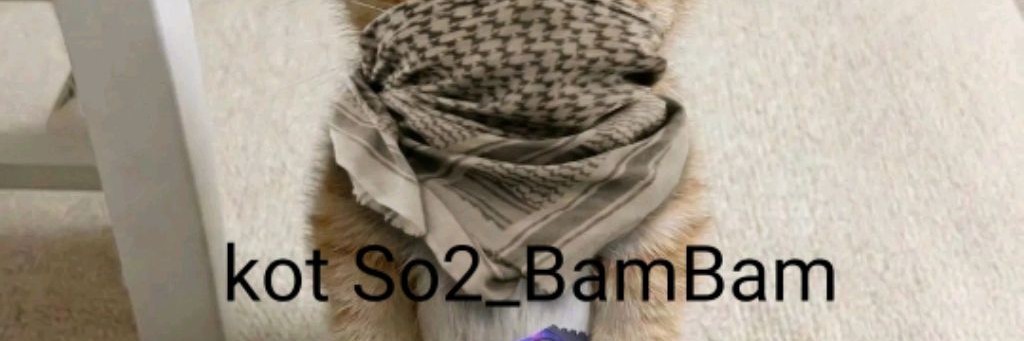 kot So2_BamBam