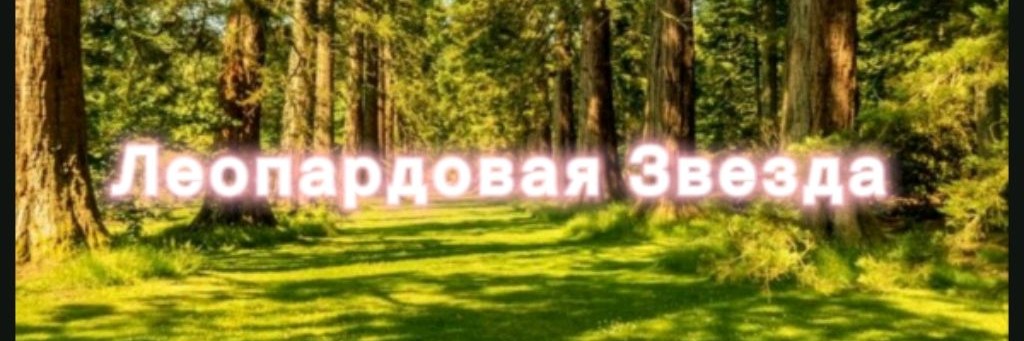 🩷♡⭐~Леопардовая Звезда~⭐♡🩷