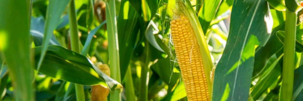 ⭐✧㉨Звёзднœ Окö КВ.㉨✧🪄