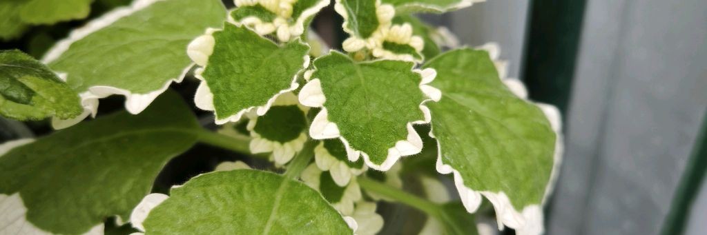 Дом цветов | пеларгонии, традесканции и др.