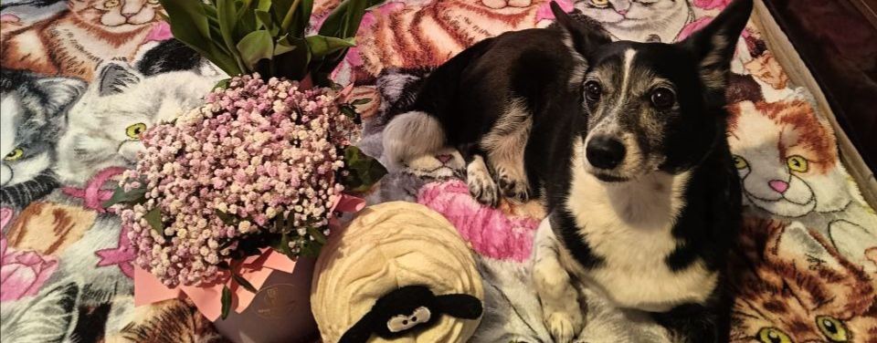 Просто песель Гари