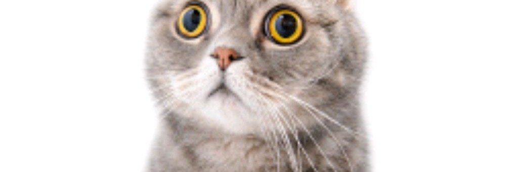 Котокомба