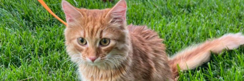 Кристина котики